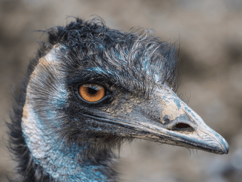 Top 15 Najbardziej Znanych Unikalnych Dzikich Zwierząt Australii ...