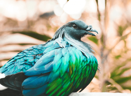 Top 15 Most Beautiful Colorful Birds From Around The World – Justwebworld
