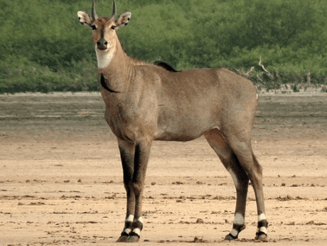 Top 10 Best Known Unique Wild Animals In India – Justwebworld