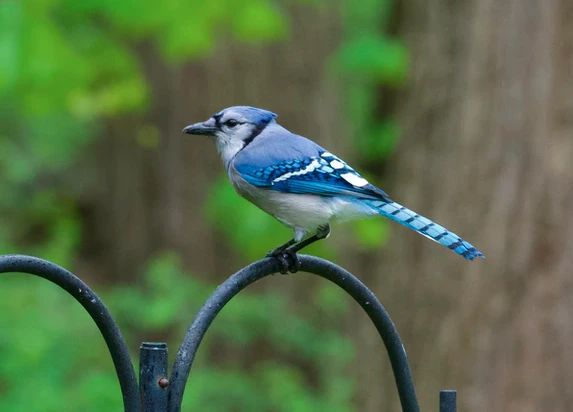 Blue Jay (Spirit Animal, Totem, Symbolism and Meaning) - JustWebWorld