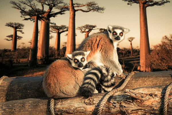 Madagascar Animals | Wonderful List of Animals that Live in Madagascar