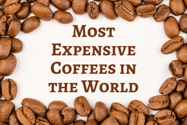 The 12 Most Expensive Coffees in the World