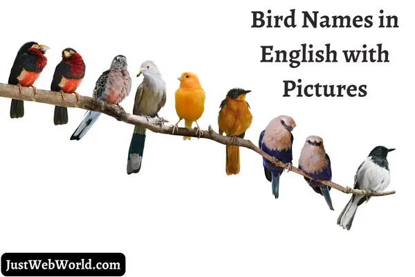 20+ Bird Names in English with Pictures