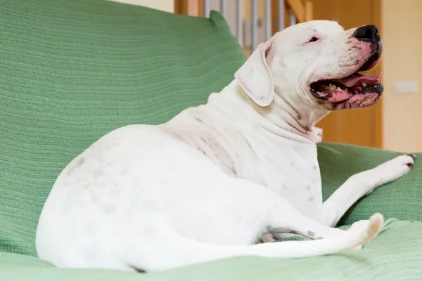 The 12 Most Expensive Dog Breeds in the World