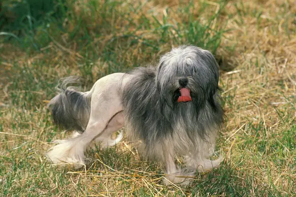 The 12 Most Expensive Dog Breeds in the World