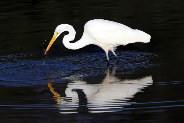 Egret Symbolism & Meaning | Spirit, Totem & Power Animal