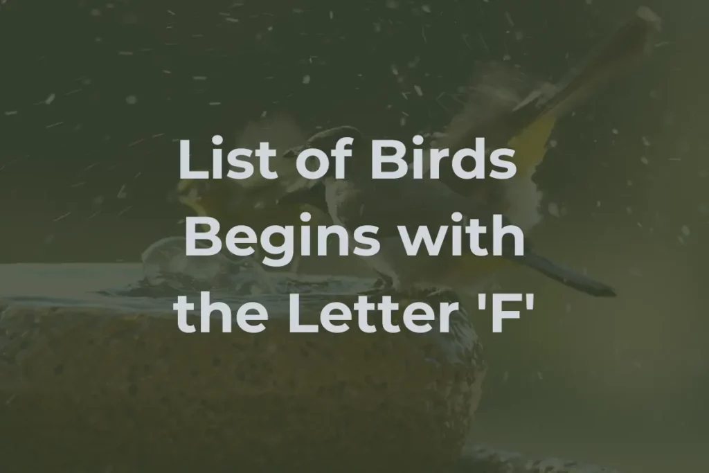 Birds That Start With F