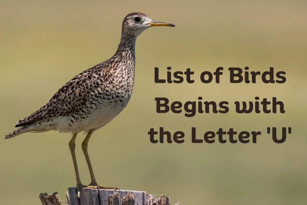 Birds That Start With U