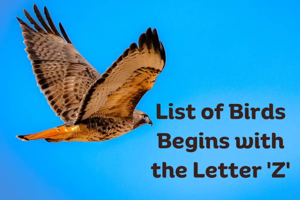 Birds That Start With Z