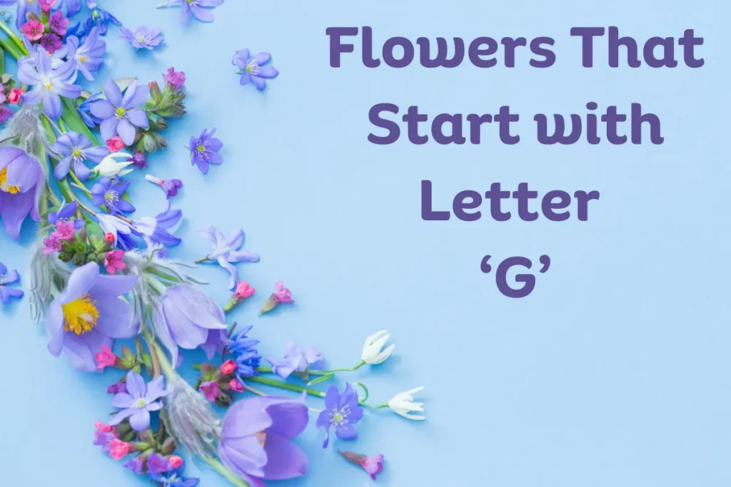 Fleurs qui commencent par G