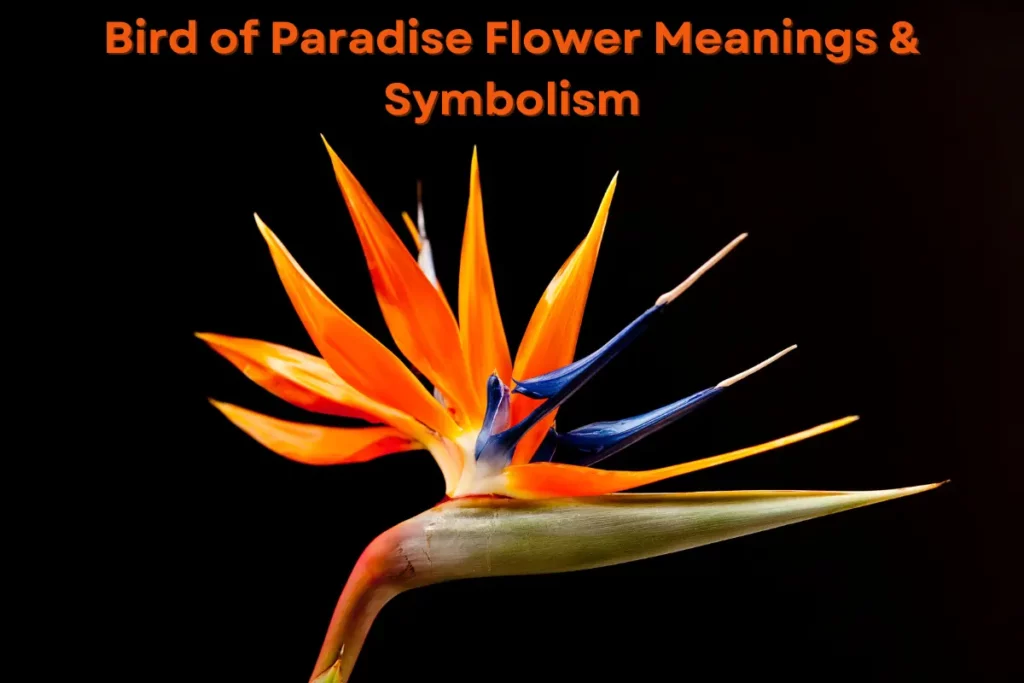 Manu o Pararaiha Flower Meanings & Symbolism