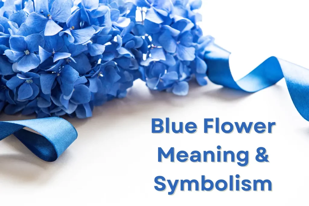 Blue Flower Meaning: What Do They Symbolize?