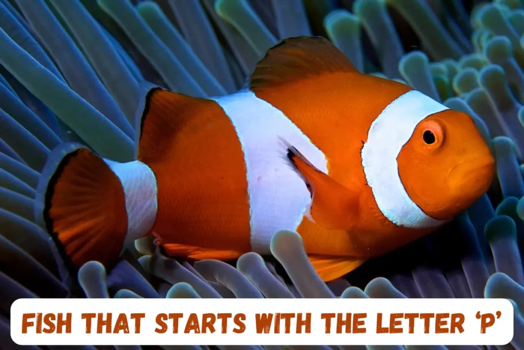 აღმოაჩინეთ ყველაზე ფერადი თევზი, რომელიც იწყება P-ით ოკეანეში