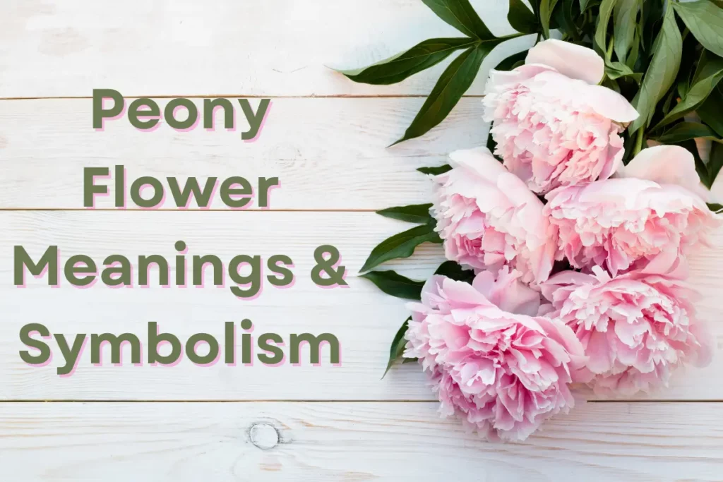 Pionning ma'nosi, ramziyligi va folklori + piondan foydalanish va ...