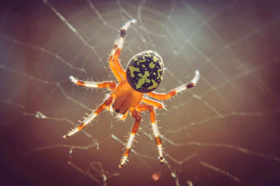 What Do Your Spider Dreams Really Mean? 🕷️ Find Out Here!