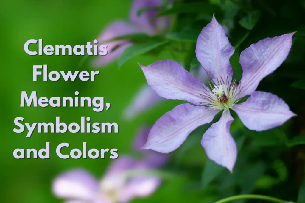 Clematis Flower Meaning, Symbolism and Colors