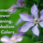 Midheaven In Capricorn - Everything You Need to Know